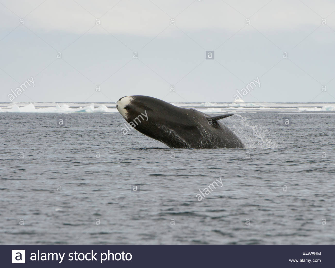 Bowhead Whale High Resolution Stock Photography and Images - Alamy