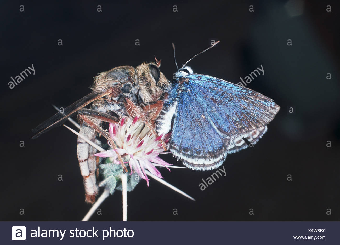 Robberflies And Grass Flies Satanas Gigas High Resolution Stock ...