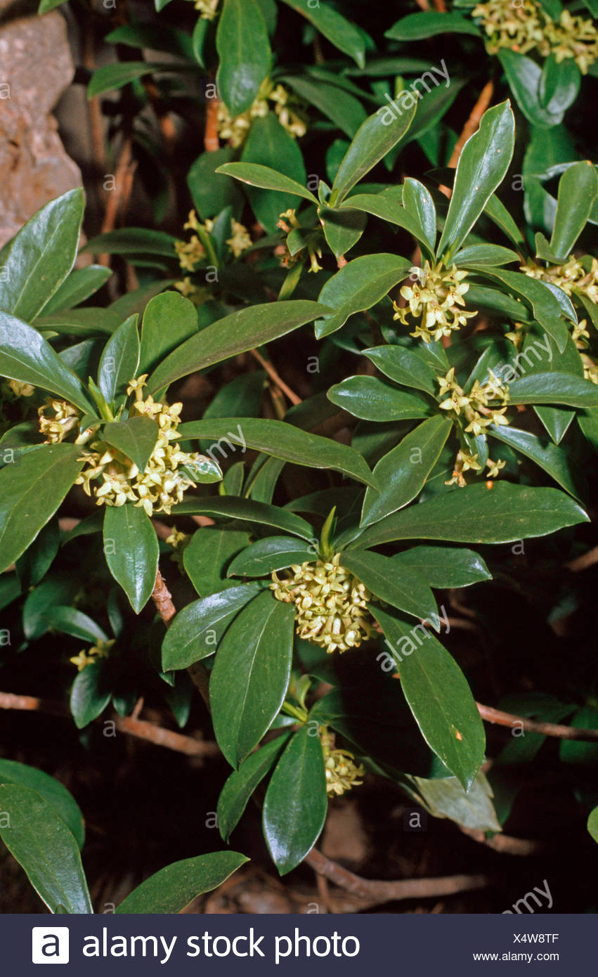 Spurge Laurel Daphne Laureola Stock Photos & Spurge Laurel Daphne ...