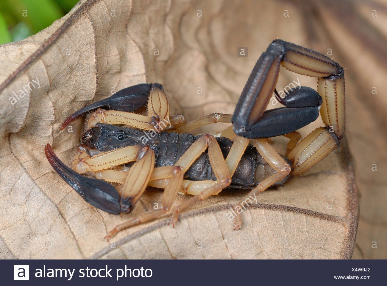 Black Forest Scorpion Stock Photos & Black Forest Scorpion Stock Images ...