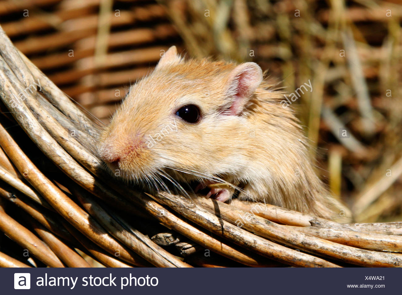 Shawi High Resolution Stock Photography and Images - Alamy