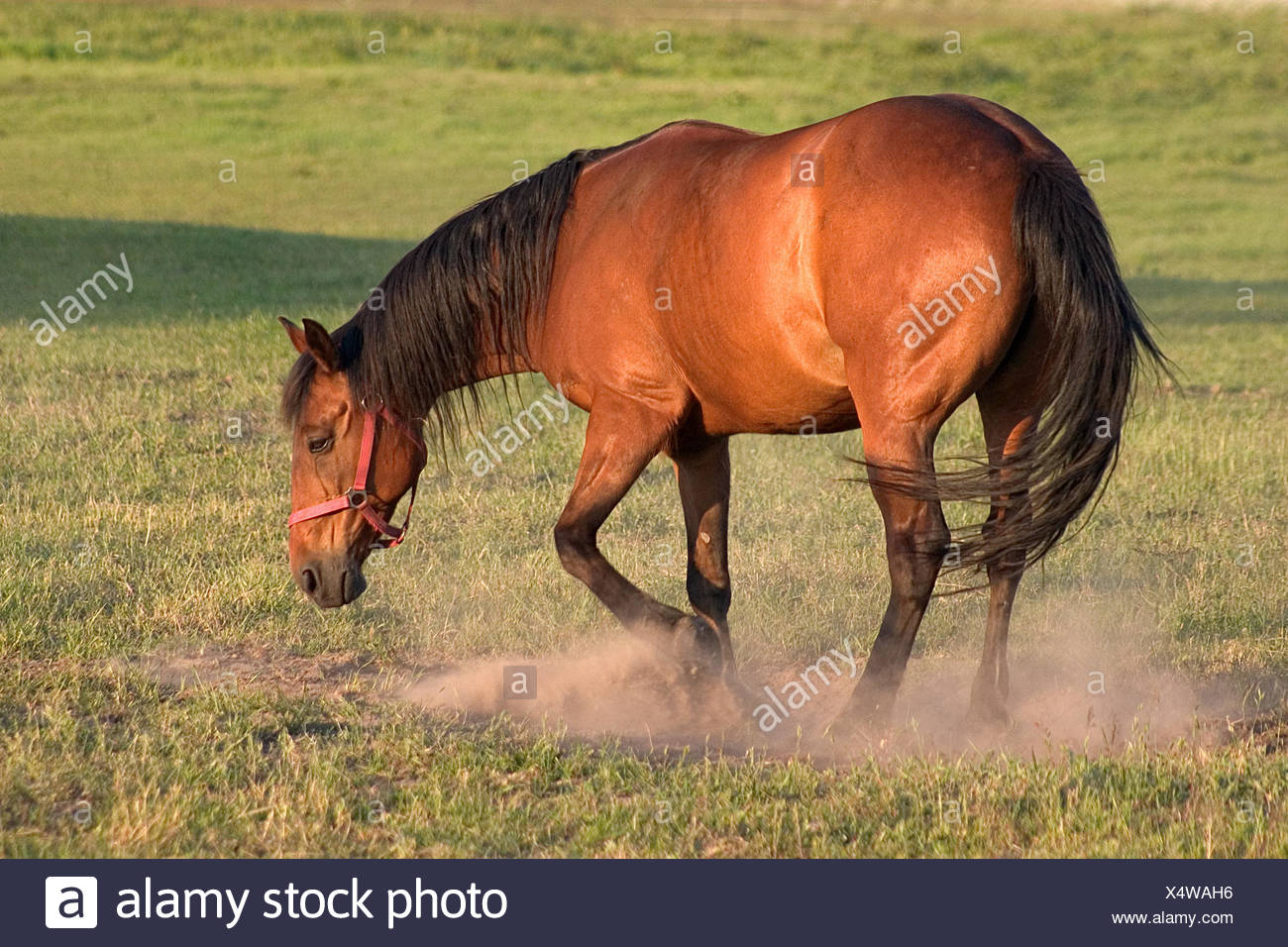 Stallion High Resolution Stock Photography and Images - Alamy