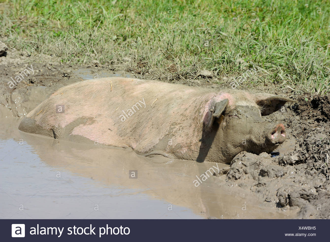 Pig In Mud High Resolution Stock Photography and Images - Alamy