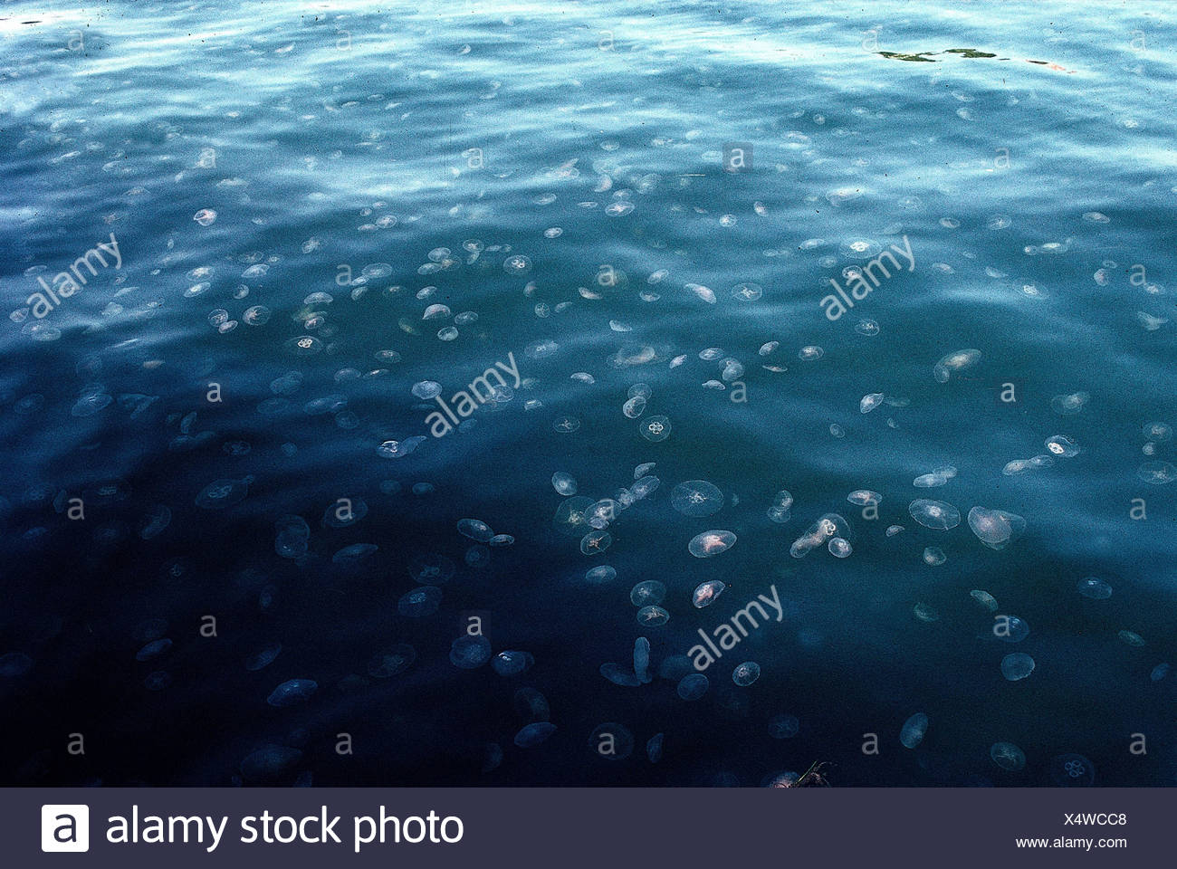 Cnidaria Moon High Resolution Stock Photography and Images - Alamy