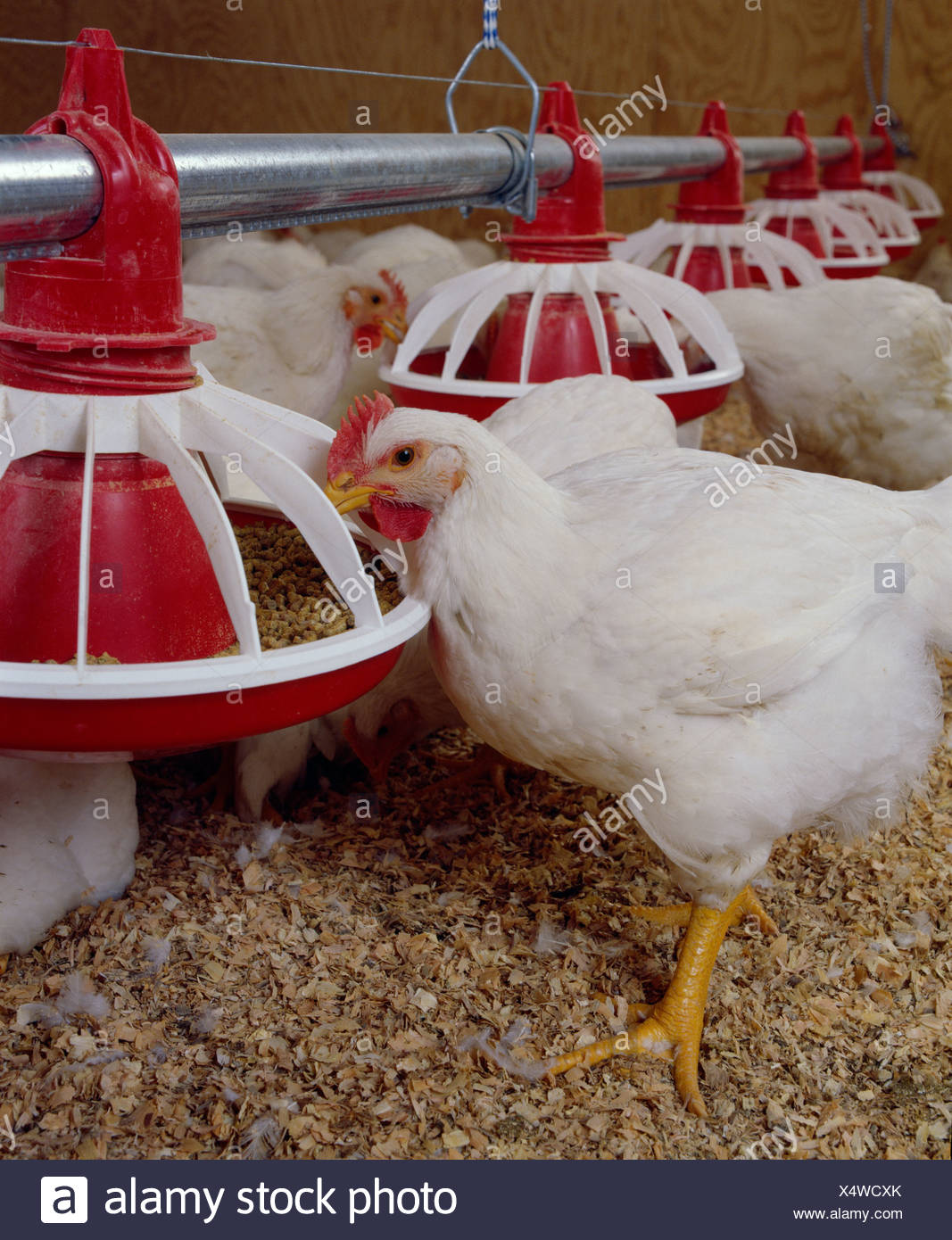 Hubbard Chicken High Resolution Stock Photography and Images - Alamy