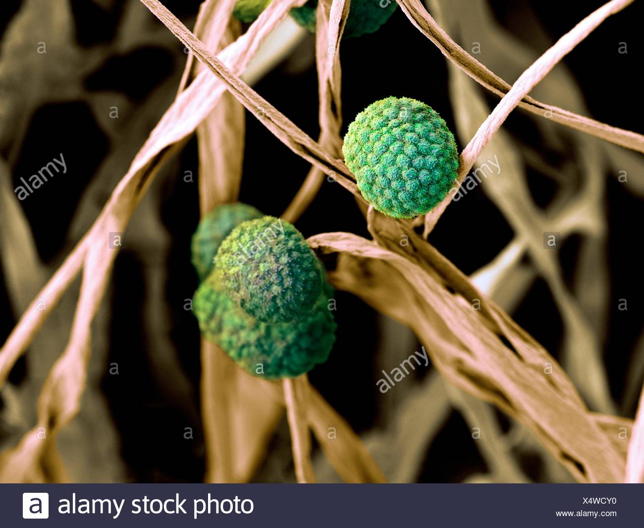 Sporangium Micrograph High Resolution Stock Photography and Images - Alamy