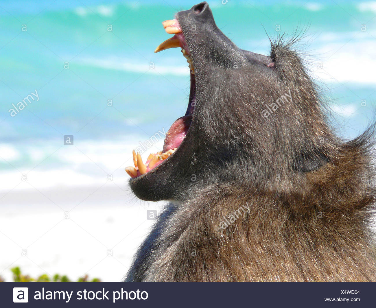 Pavian Stock Photos & Pavian Stock Images - Alamy