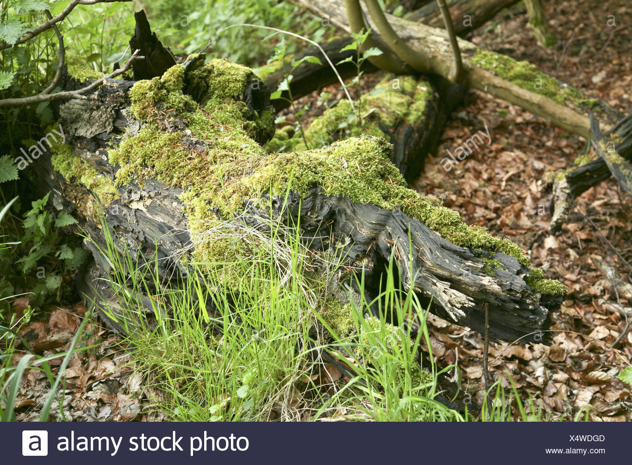 Dead Moss Stock Photos & Dead Moss Stock Images - Alamy