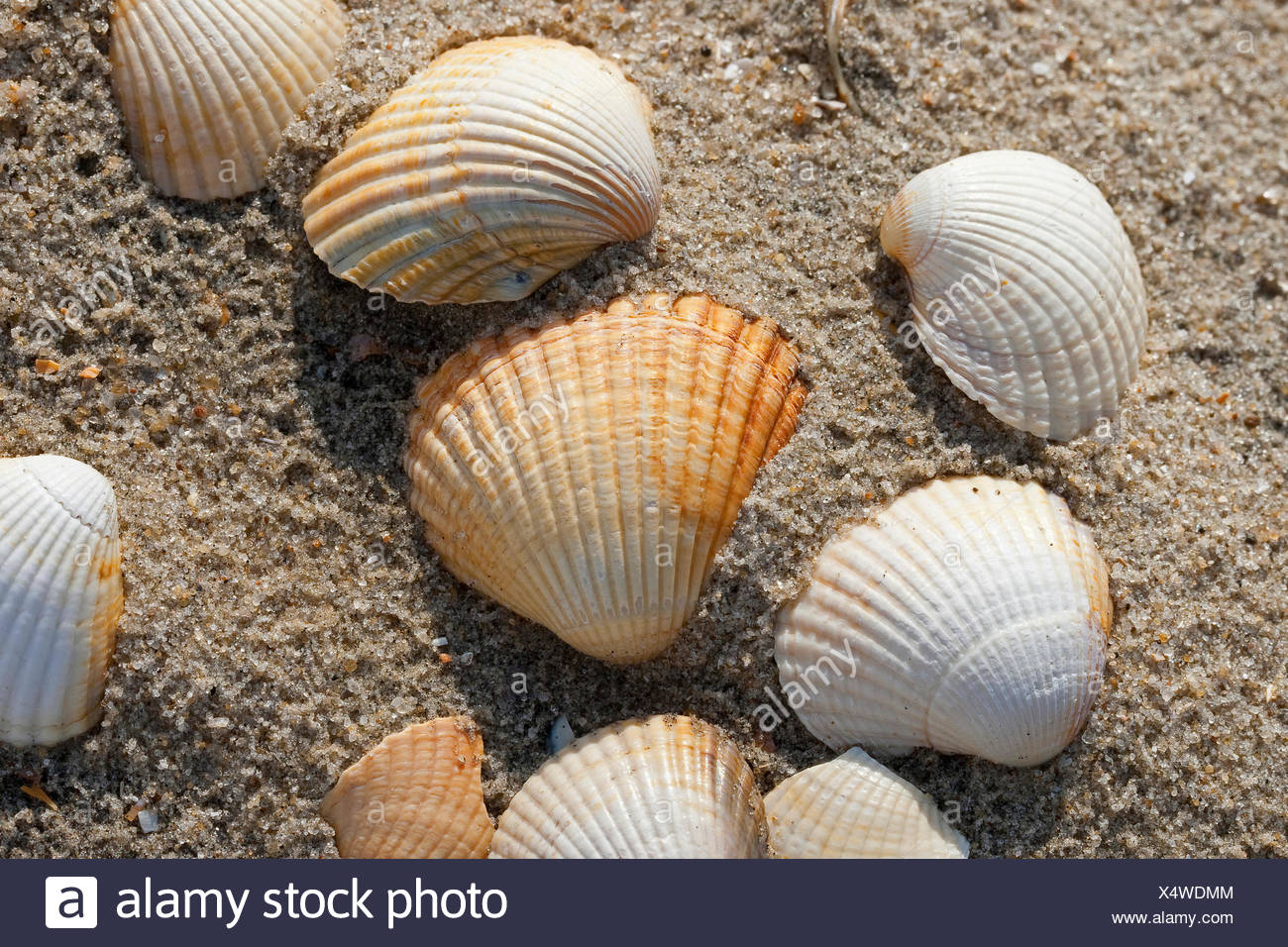 Cockle Stock Photos & Cockle Stock Images - Alamy