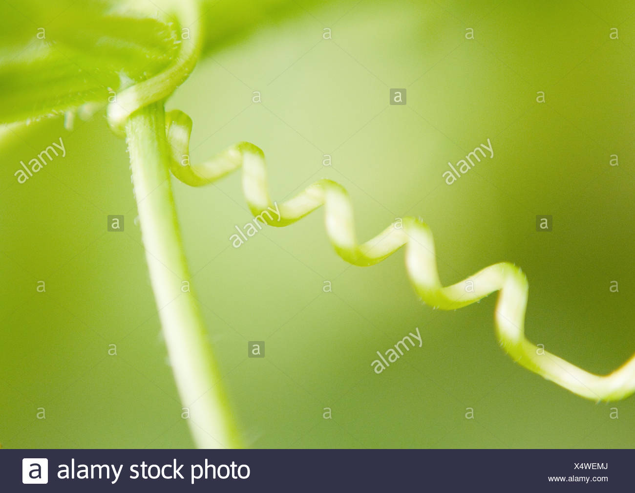 Plant Tendril High Resolution Stock Photography and Images - Alamy