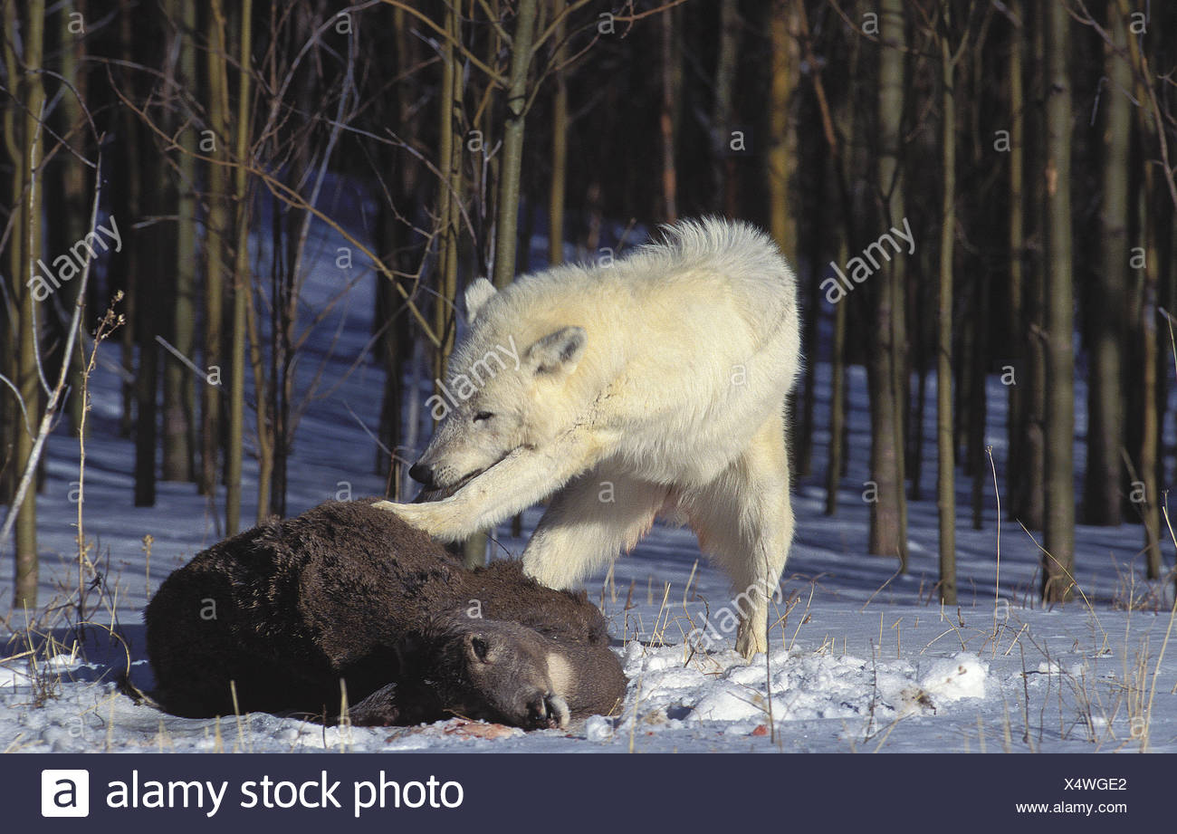 Arctic Wolf Eating High Resolution Stock Photography and Images - Alamy