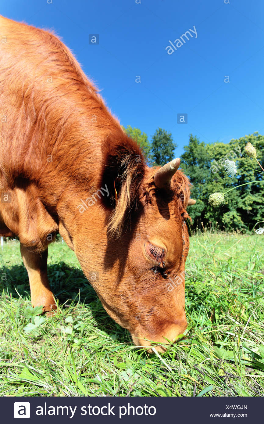Blue Tongue Cow Stock Photos & Blue Tongue Cow Stock Images - Alamy