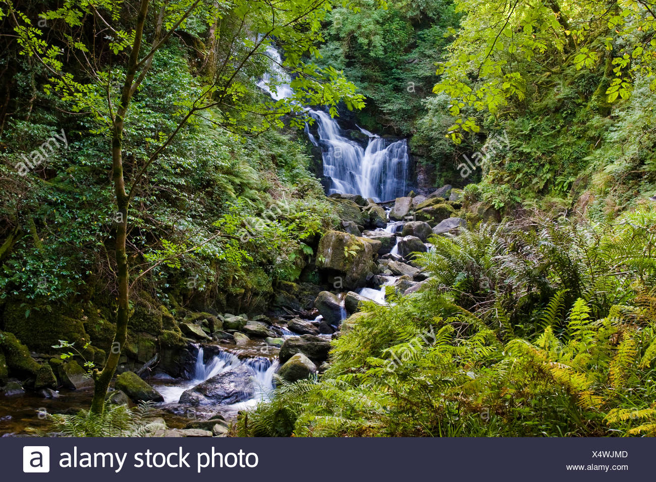 Killarney National Forest High Resolution Stock Photography and Images ...