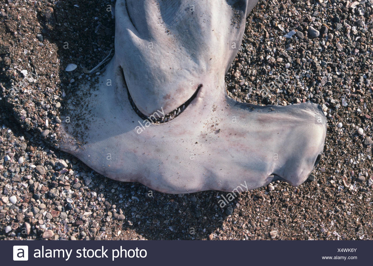 Sphyrna Zygaena High Resolution Stock Photography and Images - Alamy
