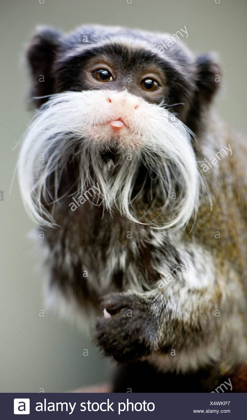 Emperor Tamarin Stock Photos & Emperor Tamarin Stock Images - Alamy