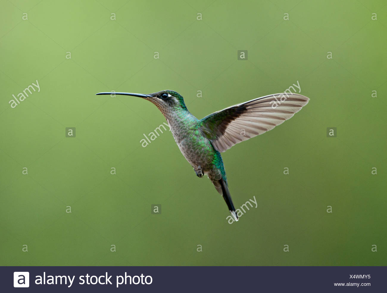 Magnificent Hummingbird Stock Photos & Magnificent Hummingbird Stock ...