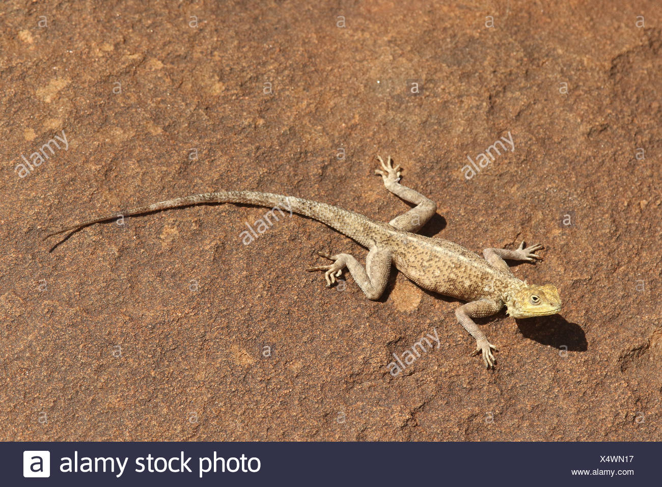 Agama Lizard Female Stock Photos & Agama Lizard Female Stock Images - Alamy