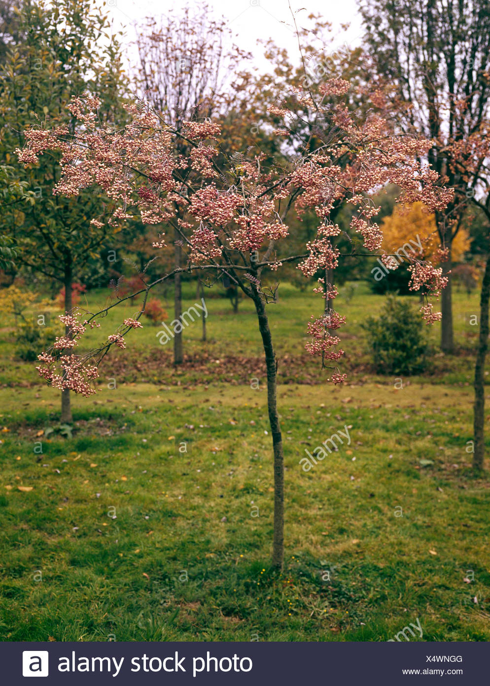 Sorbus Vilmorinii Stock Photos & Sorbus Vilmorinii Stock Images - Alamy