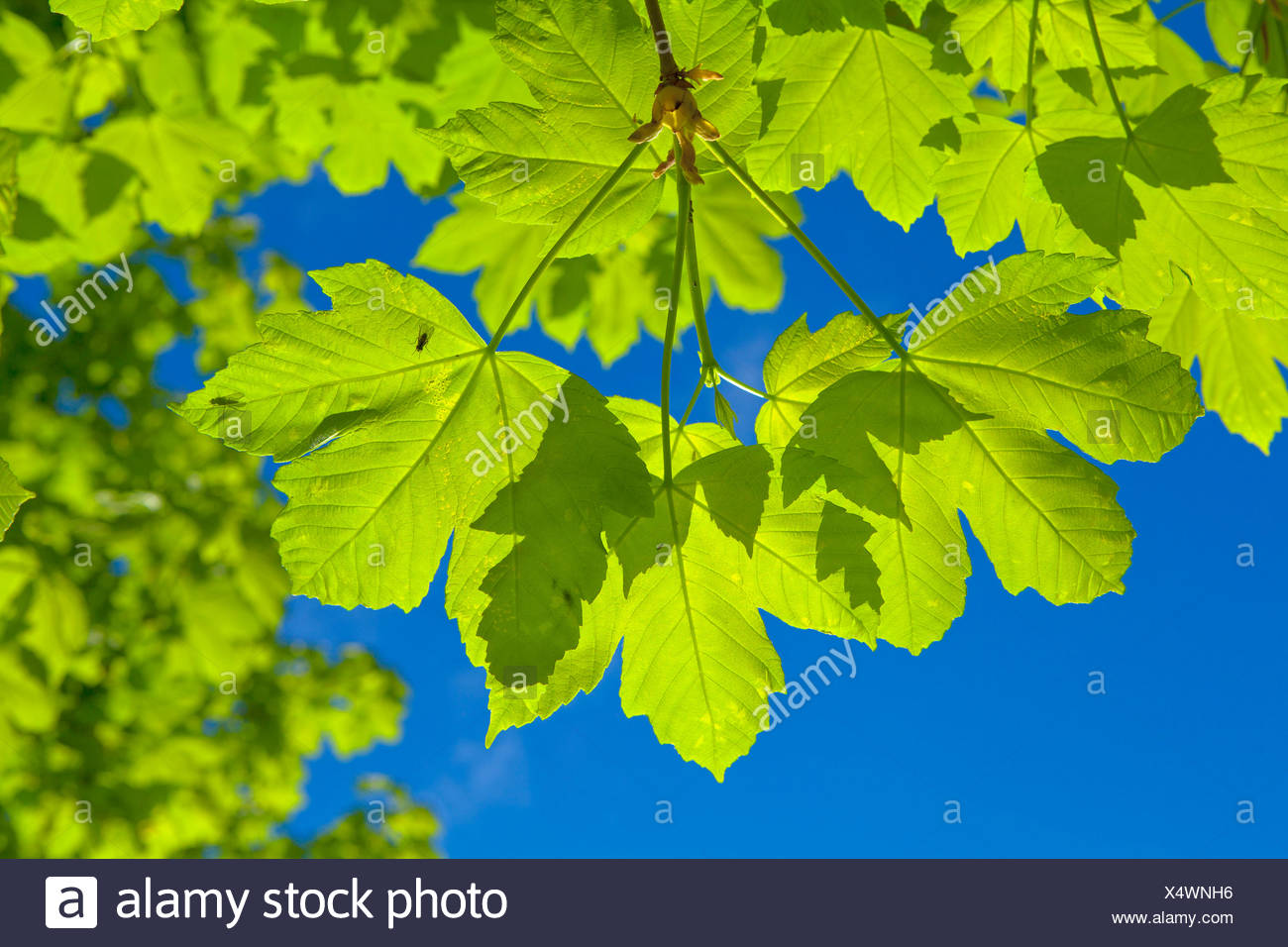 Maple Tree Insects High Resolution Stock Photography and Images - Alamy