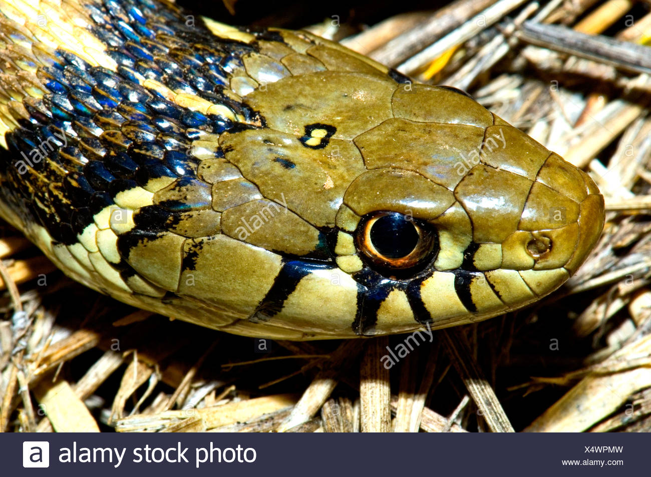 Texas Garter Snake High Resolution Stock Photography and Images - Alamy