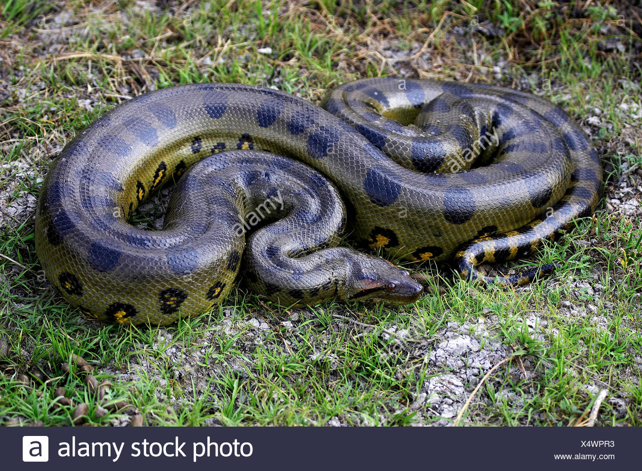 Eunectes Murinus Green Anaconda High Resolution Stock Photography and ...