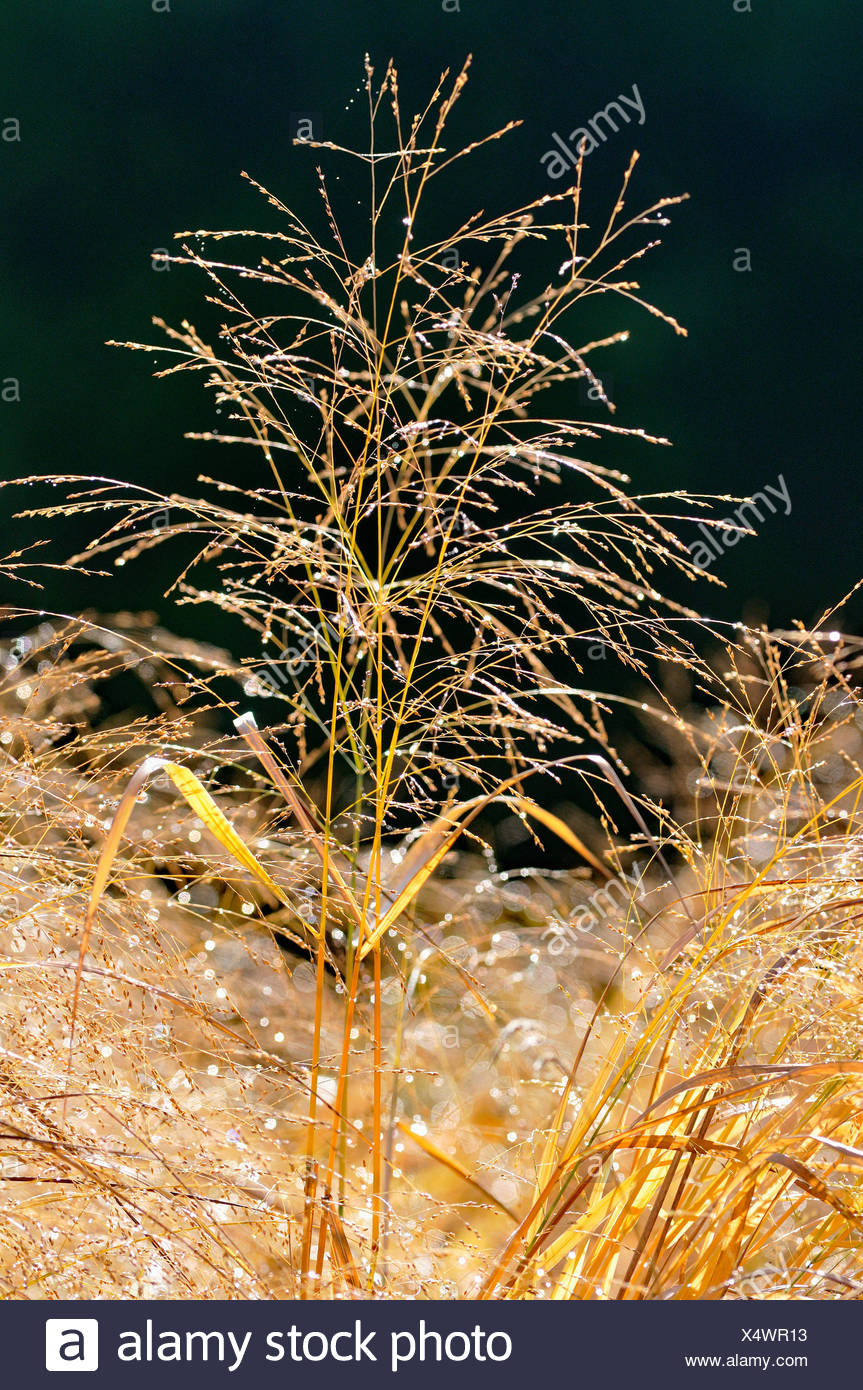 Switchgrass High Resolution Stock Photography and Images - Alamy