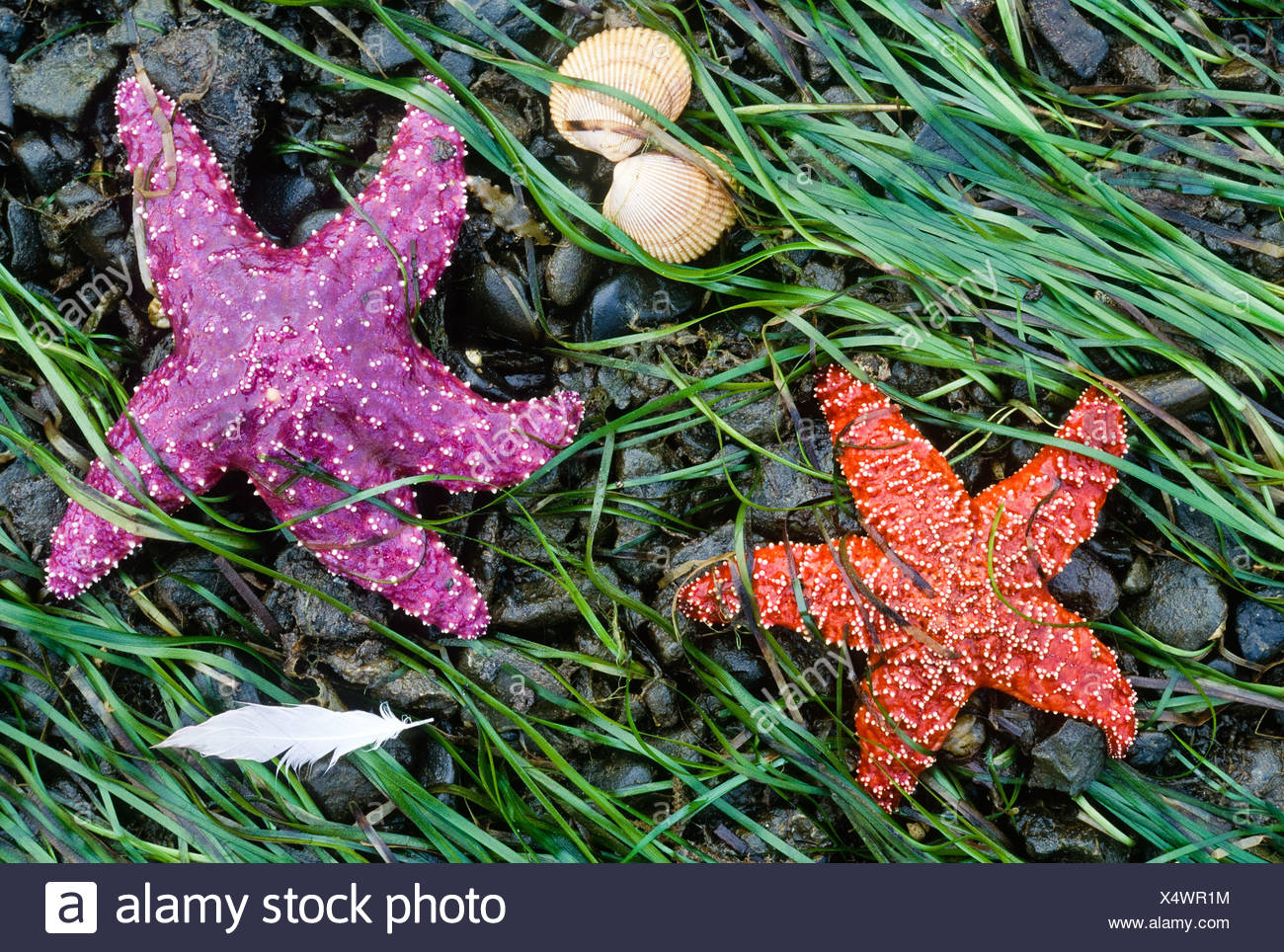 Seastar Alaska Stock Photos & Seastar Alaska Stock Images - Alamy