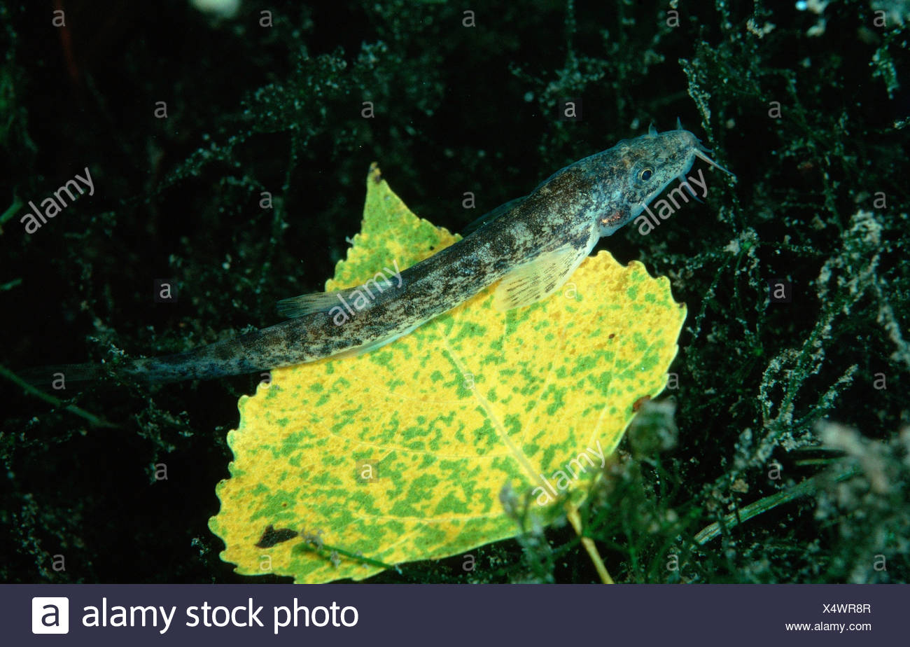 Weatherfish High Resolution Stock Photography and Images - Alamy