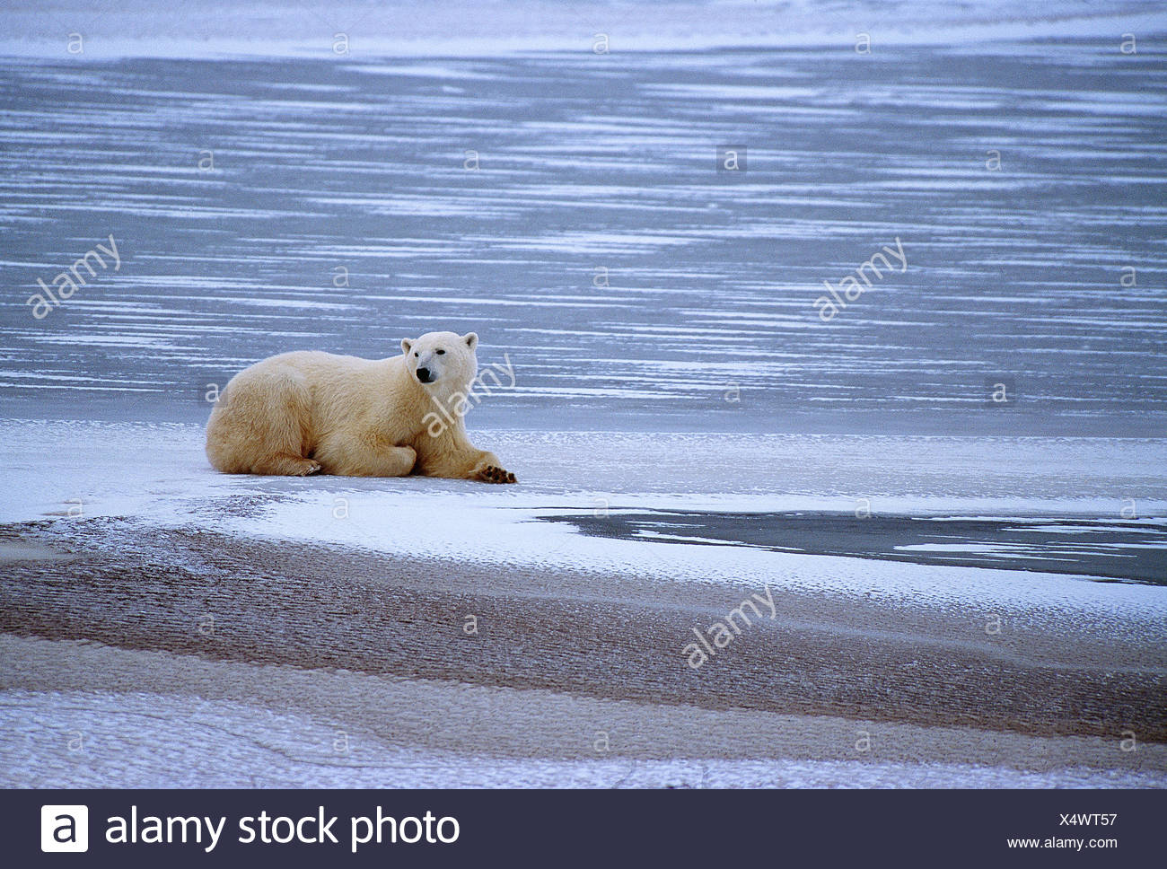Canada Polar Bear High Resolution Stock Photography and Images - Alamy