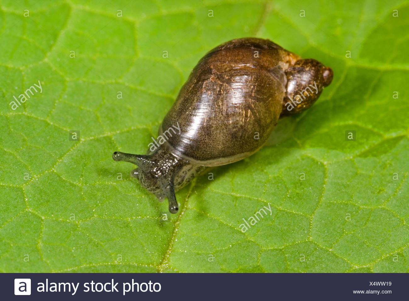 Small Mollusks High Resolution Stock Photography and Images - Alamy