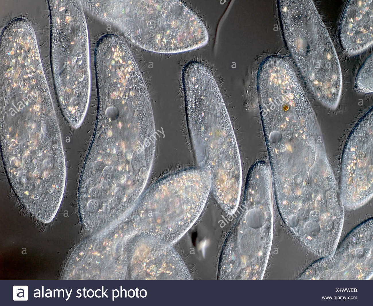 Paramecium High Resolution Stock Photography and Images - Alamy