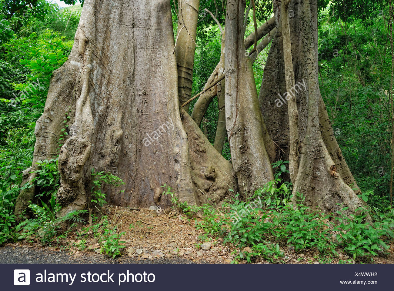 Tropical Island Trees Plants Stock Photos & Tropical Island Trees ...