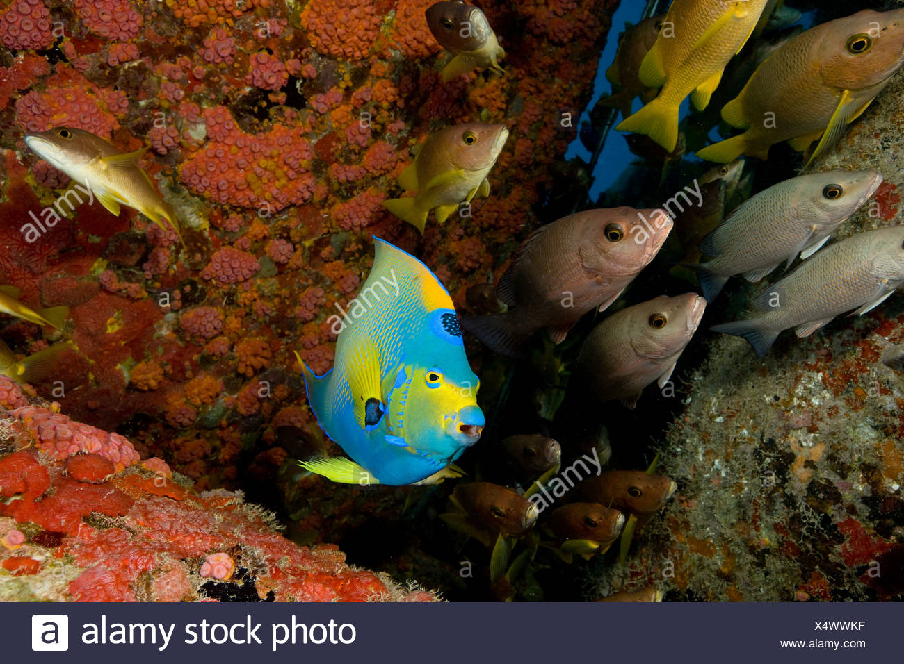 Atlantic Ocean Sea Life High Resolution Stock Photography and Images ...