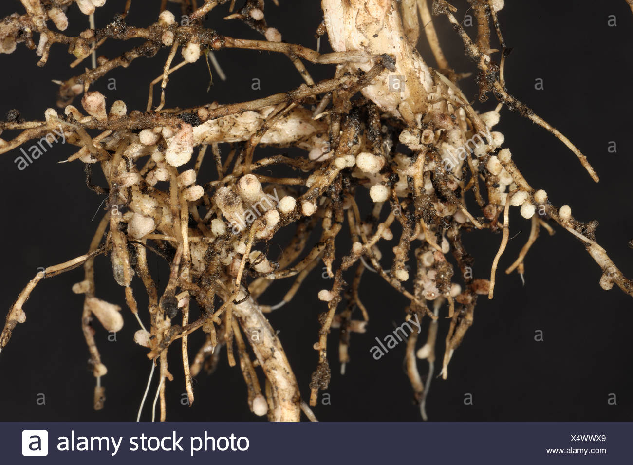 Rhizobium Stock Photos & Rhizobium Stock Images - Alamy