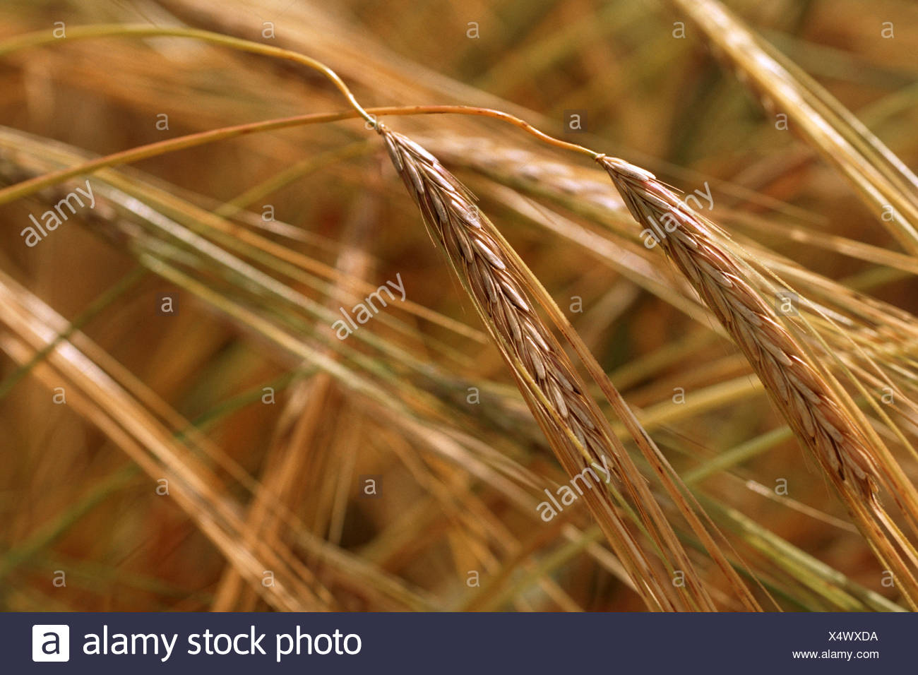 Wild Barley Hordeum Spontaneum High Resolution Stock Photography and ...