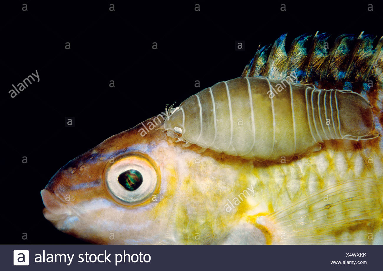 Parasitic Isopod High Resolution Stock Photography and Images - Alamy