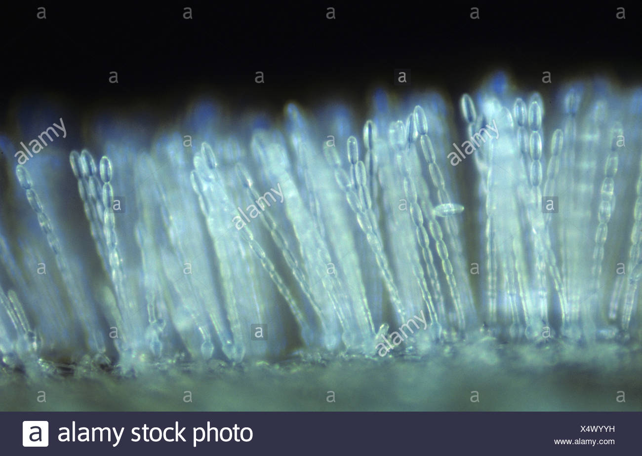 Surface Powdery High Resolution Stock Photography and Images - Alamy