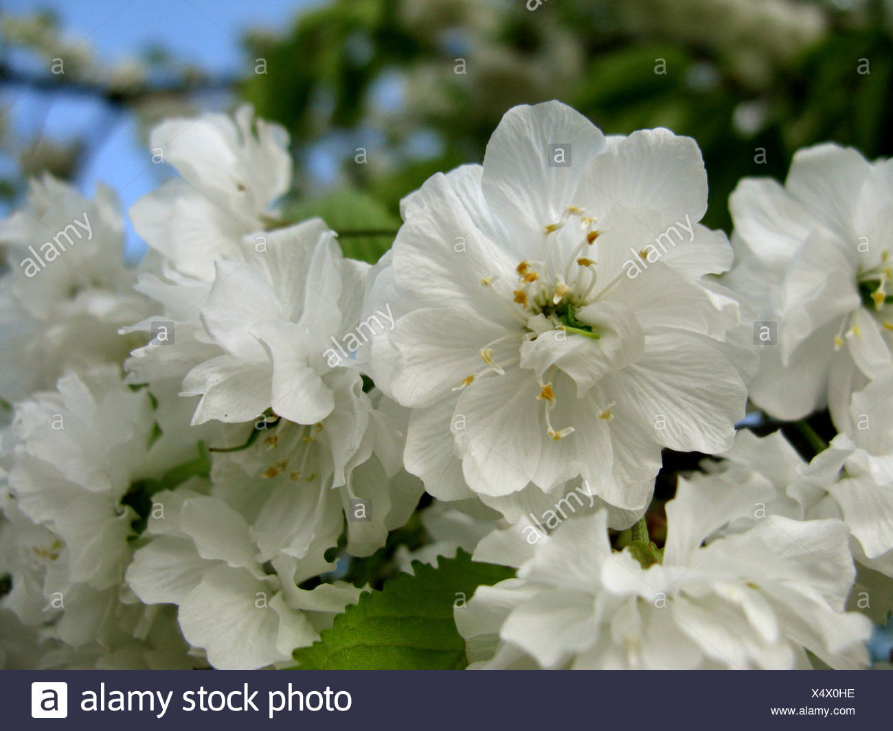 Double White Cherry Blossoms High Resolution Stock Photography and ...