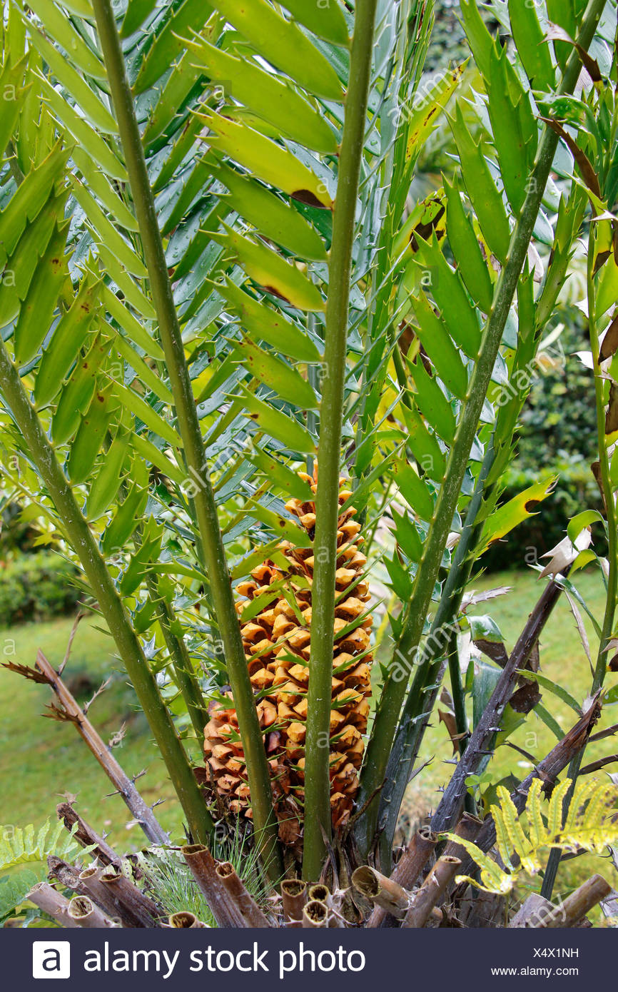 Cycad Fruit Stock Photos & Cycad Fruit Stock Images - Alamy