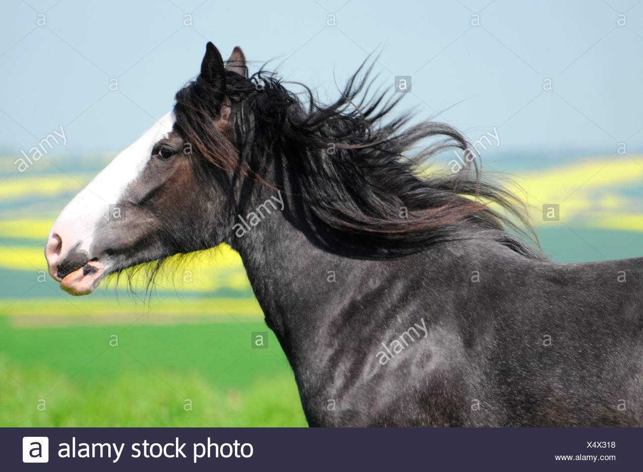Roan Horse Stock Photos & Roan Horse Stock Images - Alamy