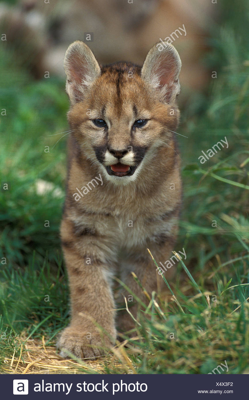 Cougar Felis Concolor Juvenile Stock Photos & Cougar Felis Concolor ...