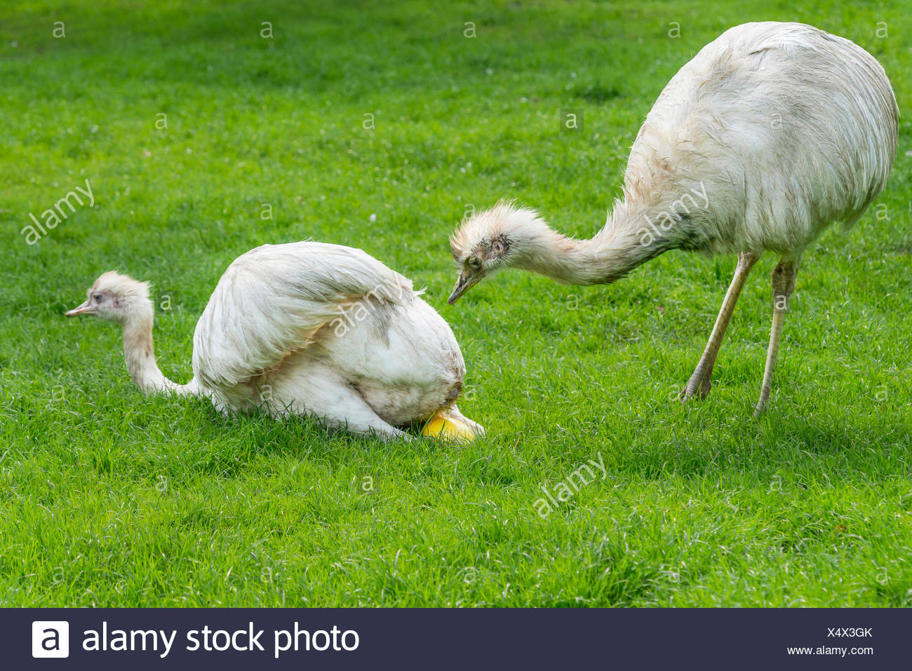 Egg Laying Birds High Resolution Stock Photography and Images - Alamy
