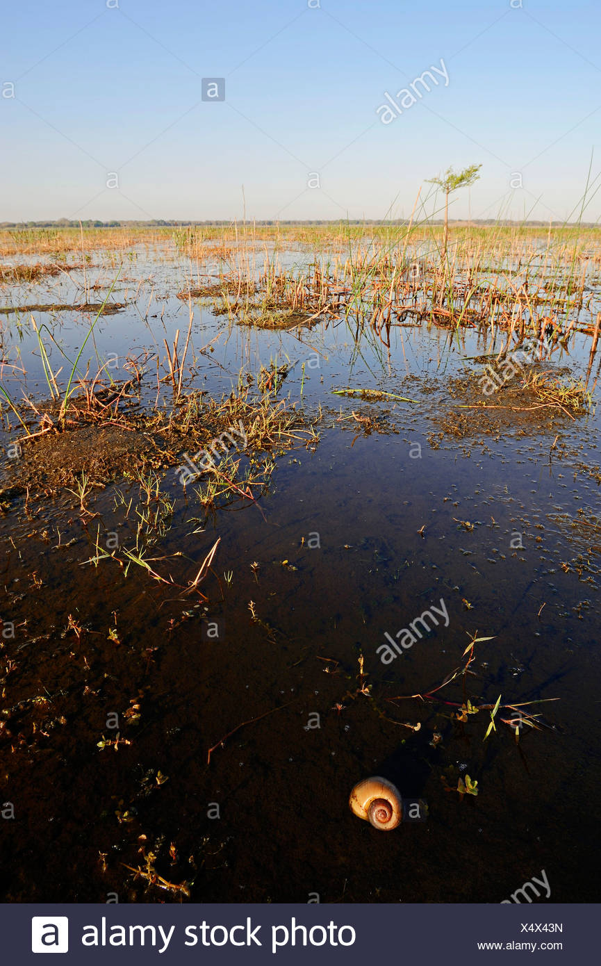 Pomacea High Resolution Stock Photography and Images - Alamy