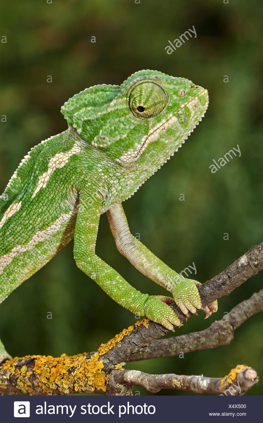 European Chameleon High Resolution Stock Photography and Images - Alamy