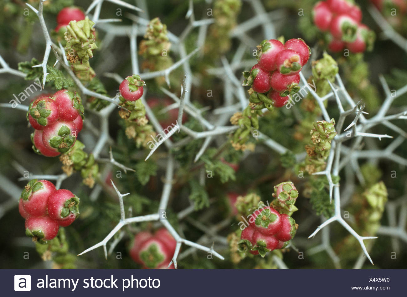 Burnet Sarcopoterium Spinosum Poterium Spinosum High Resolution Stock ...