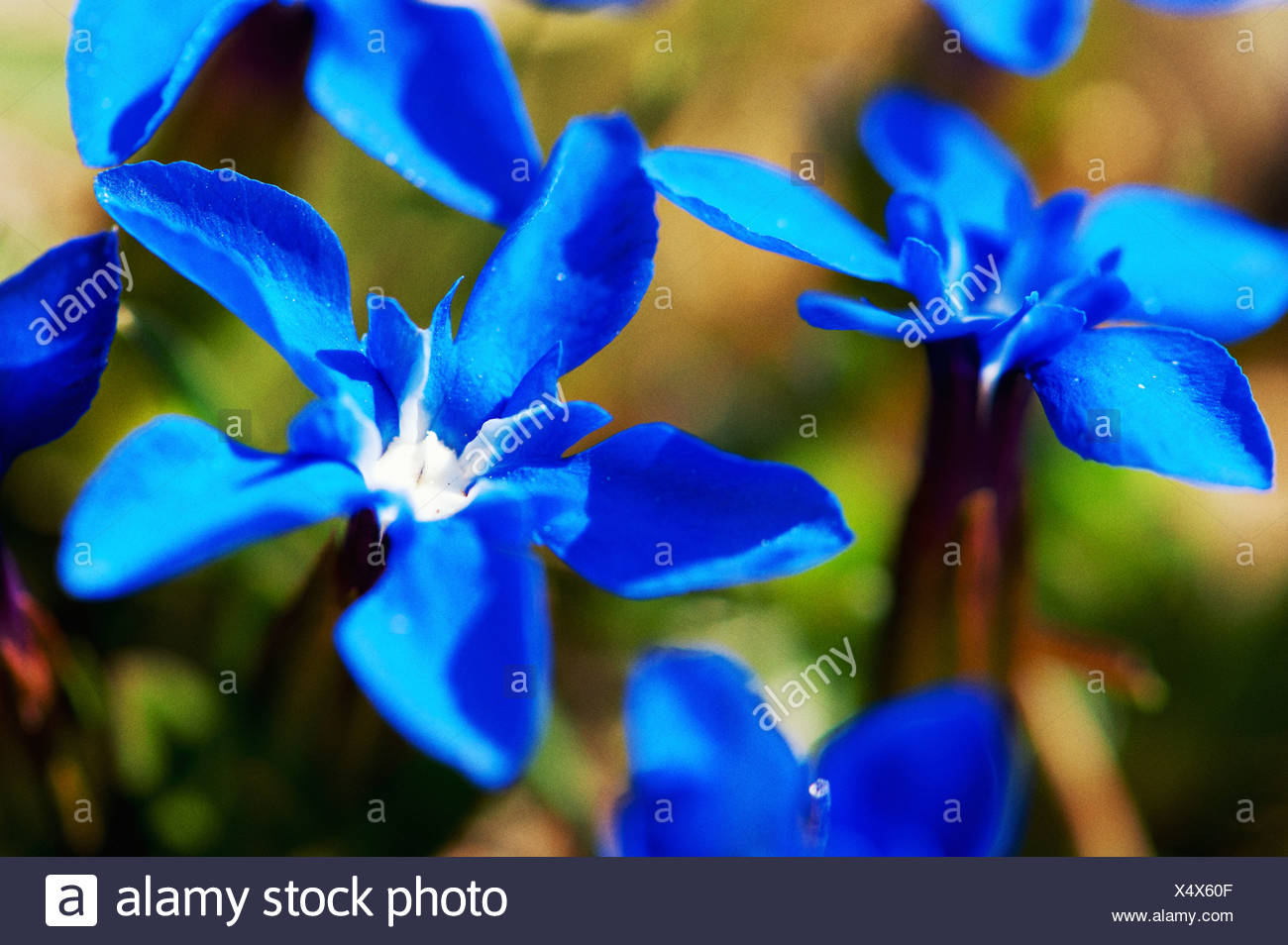 Alpine Flower Stock Photos & Alpine Flower Stock Images - Alamy