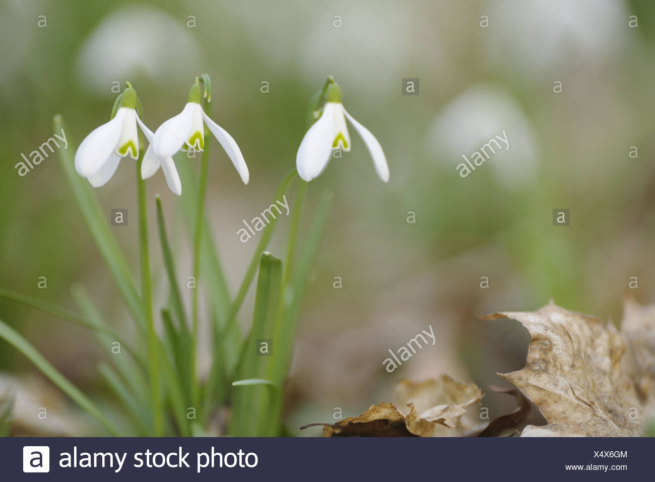 Snow Bells Flowers Stock Photos & Snow Bells Flowers Stock Images - Alamy