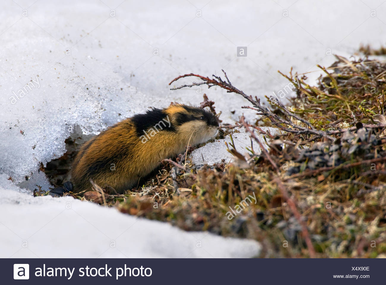 Lemming Arctic Stock Photos & Lemming Arctic Stock Images - Alamy
