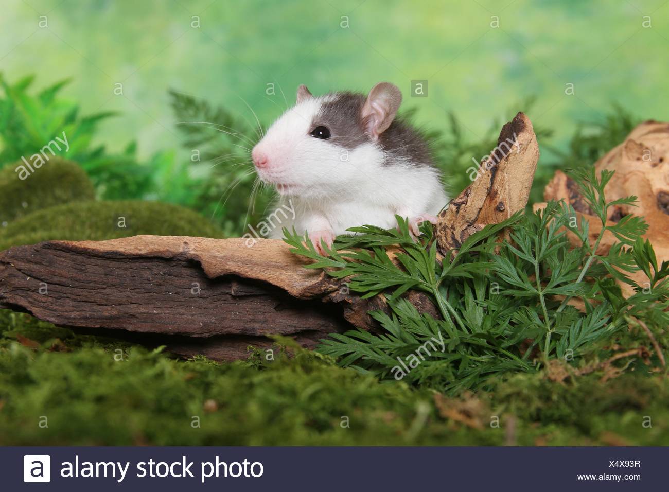 Hooded Rat High Resolution Stock Photography and Images - Alamy