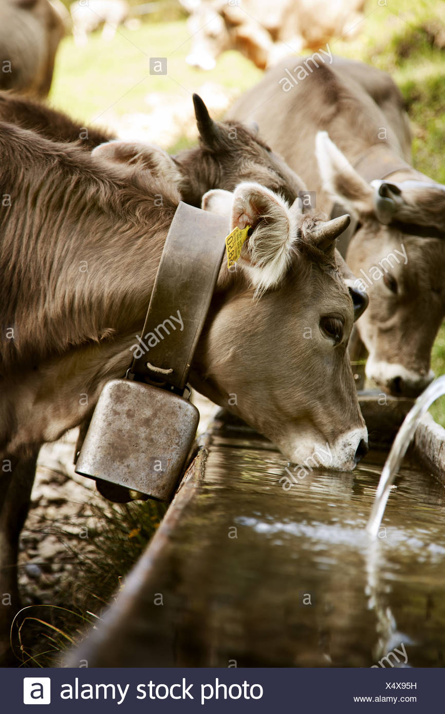 Cattle Drinking From Trough Stock Photos & Cattle Drinking From Trough ...